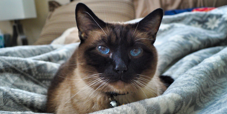 Siyam Kedisi Özellikleri ve Bakımı (2023)