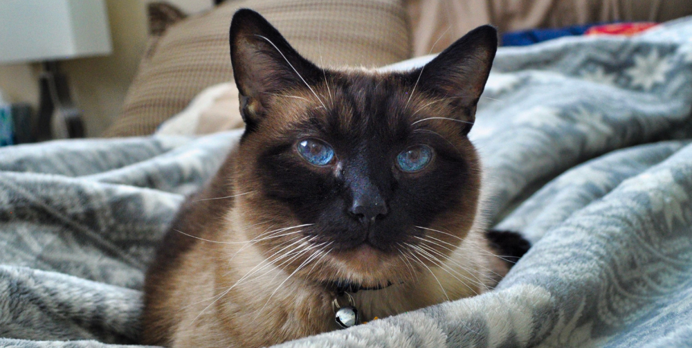 Siyam Kedisi Özellikleri ve Bakımı (2023)