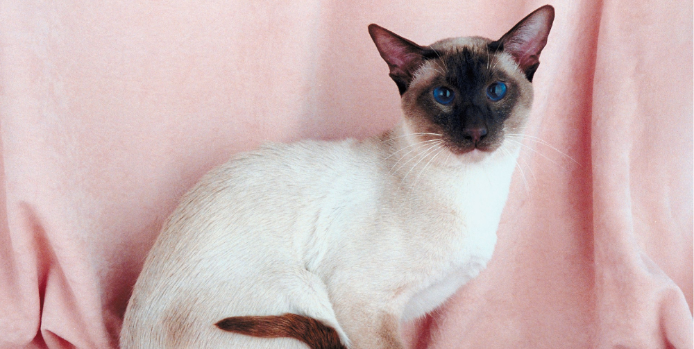 Siyam Kedisi Özellikleri ve Bakımı (2023)