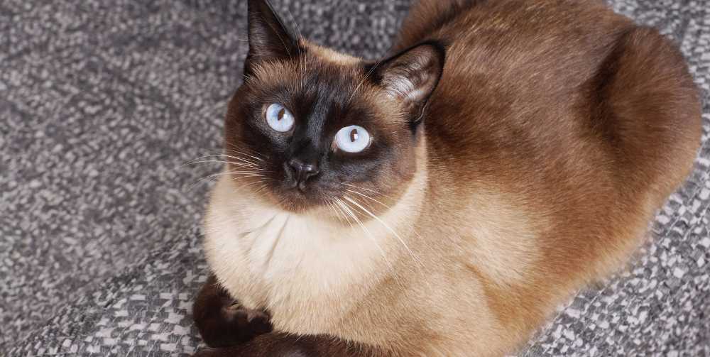 Siyam Kedisi Özellikleri ve Bakımı (2023)