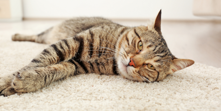 Tekir Kedi Özellikleri ve Bakımı (2023)